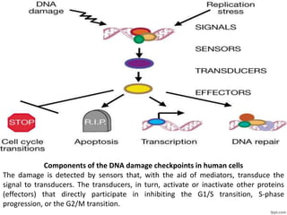 Cell Cycle Checkpoints Dna Damage