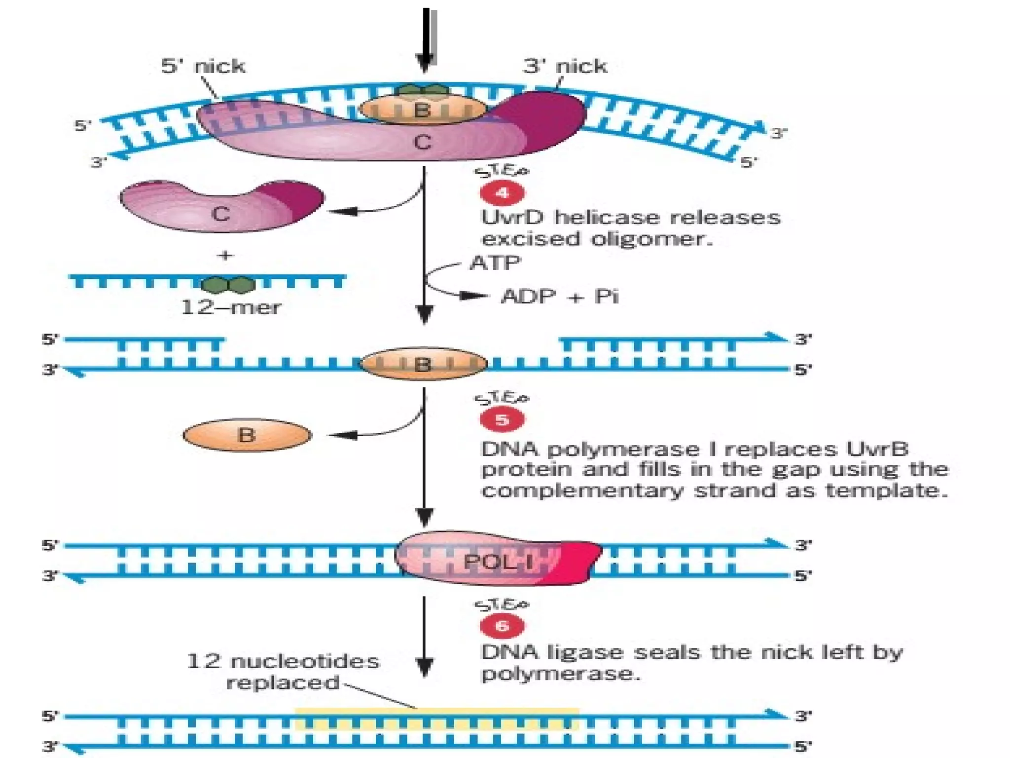 DNA damage and repair mechanism | PPT