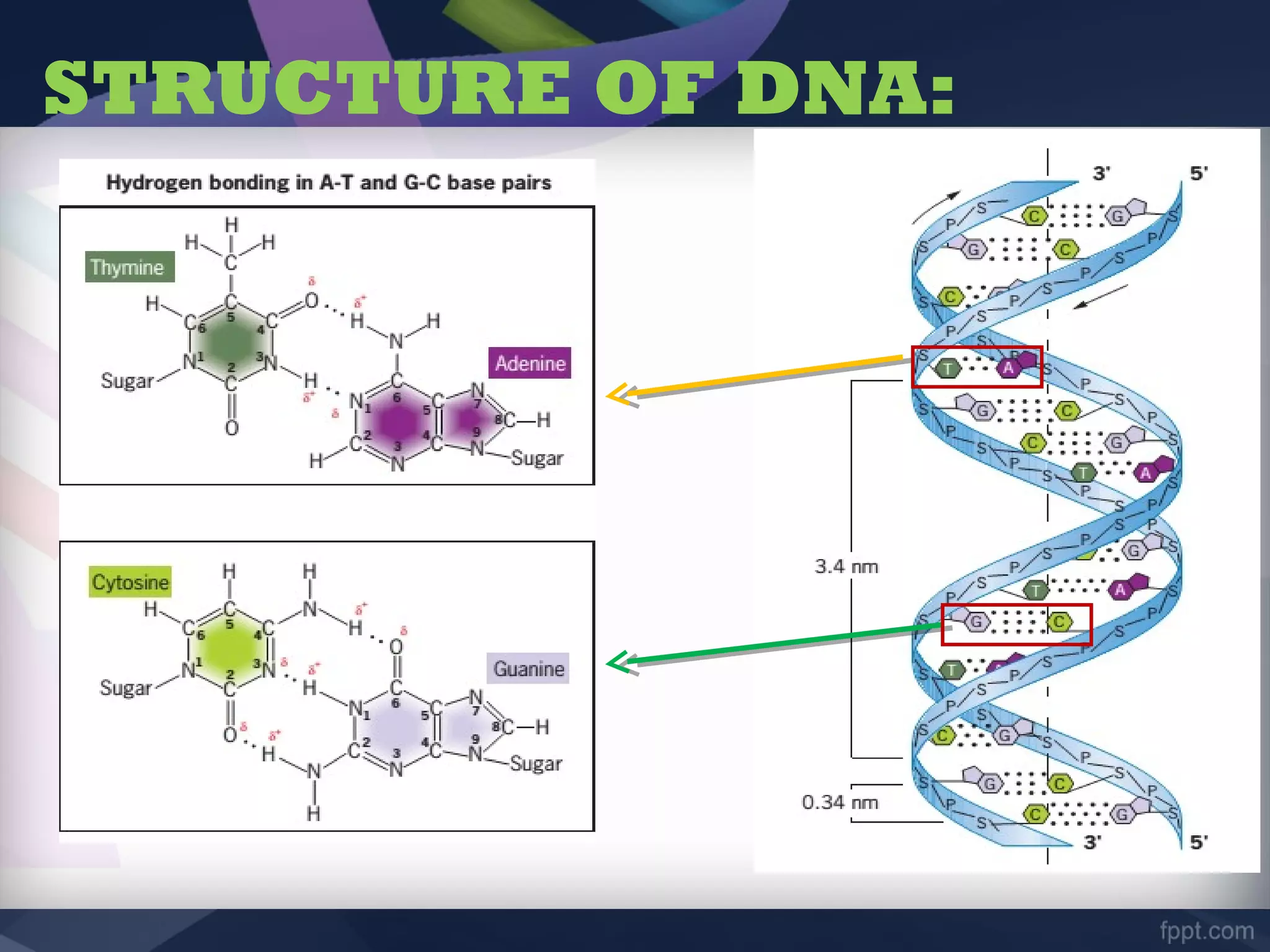 DNA damage and repair mechanism | PPT