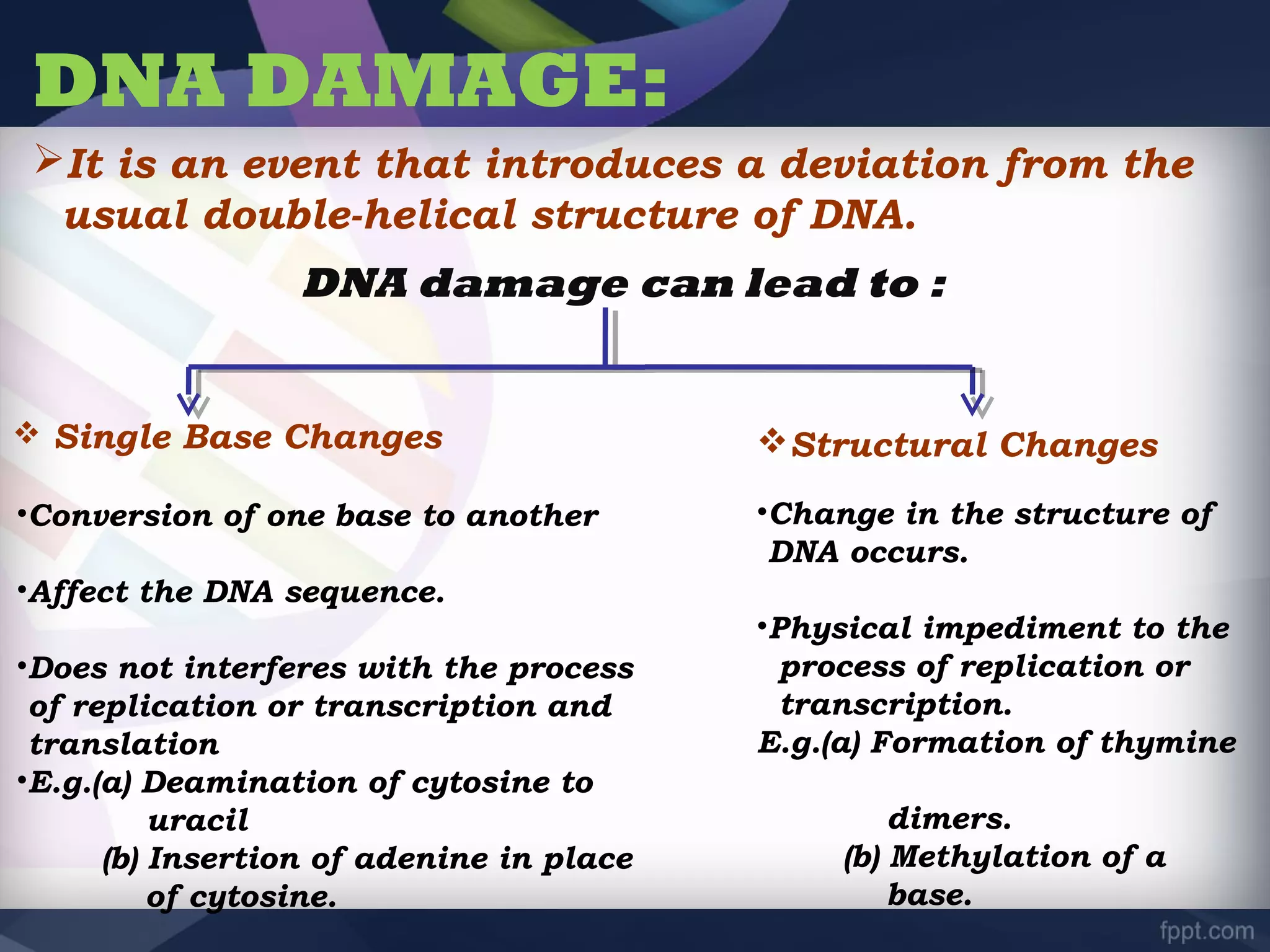 DNA damage and repair mechanism | PPT