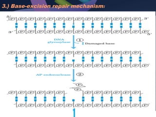 DNA damage and repair mechanism | PPT