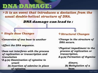DNA damage and repair mechanism | PPT