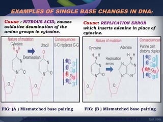 DNA damage and repair mechanism | PPT