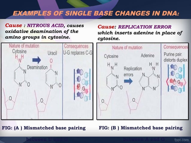 DNA damage and repair mechanism | PPT