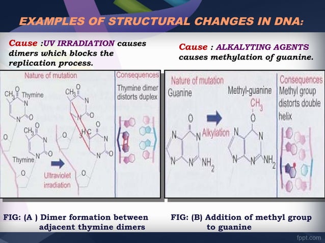 DNA damage and repair mechanism | PPT