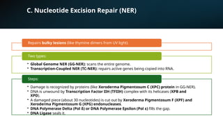DNA Damage & Repair (A comprehensive lecture).pptx