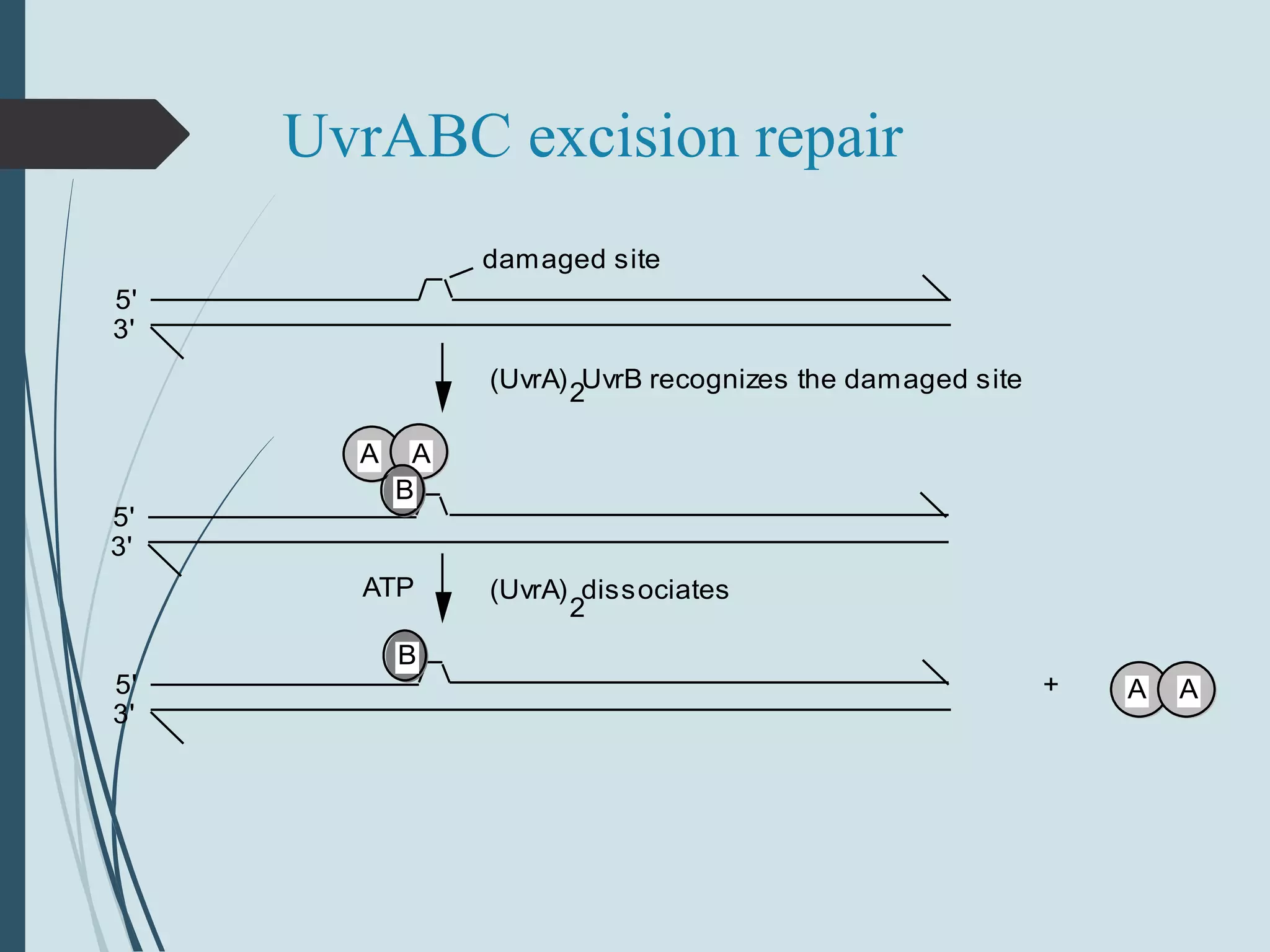 DNA damage repair | PPT