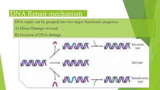 Dna damage & repair mechanism | PPTX