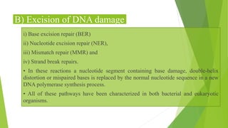 Dna damage & repair mechanism | PPTX