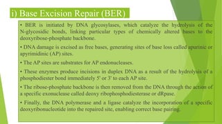 Dna damage & repair mechanism | PPTX