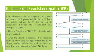 Dna damage & repair mechanism | PPTX
