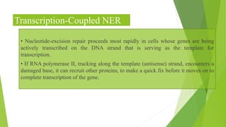 Dna damage & repair mechanism | PPTX