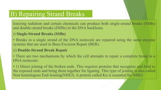 Dna damage & repair mechanism | PPTX