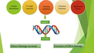 Dna damage & repair mechanism | PPTX