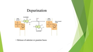 Dna damage & repair mechanism | PPTX