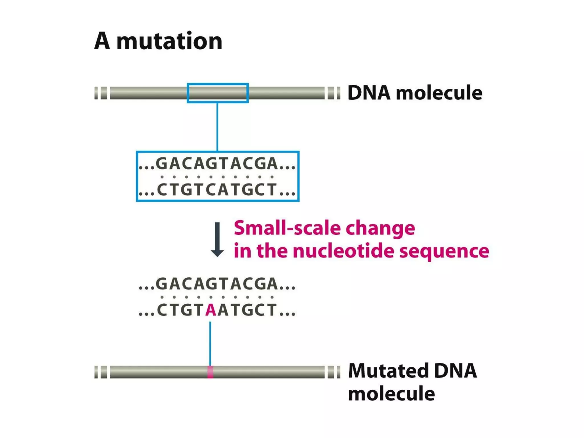 DNA Damage Repair mechanisms.pdf