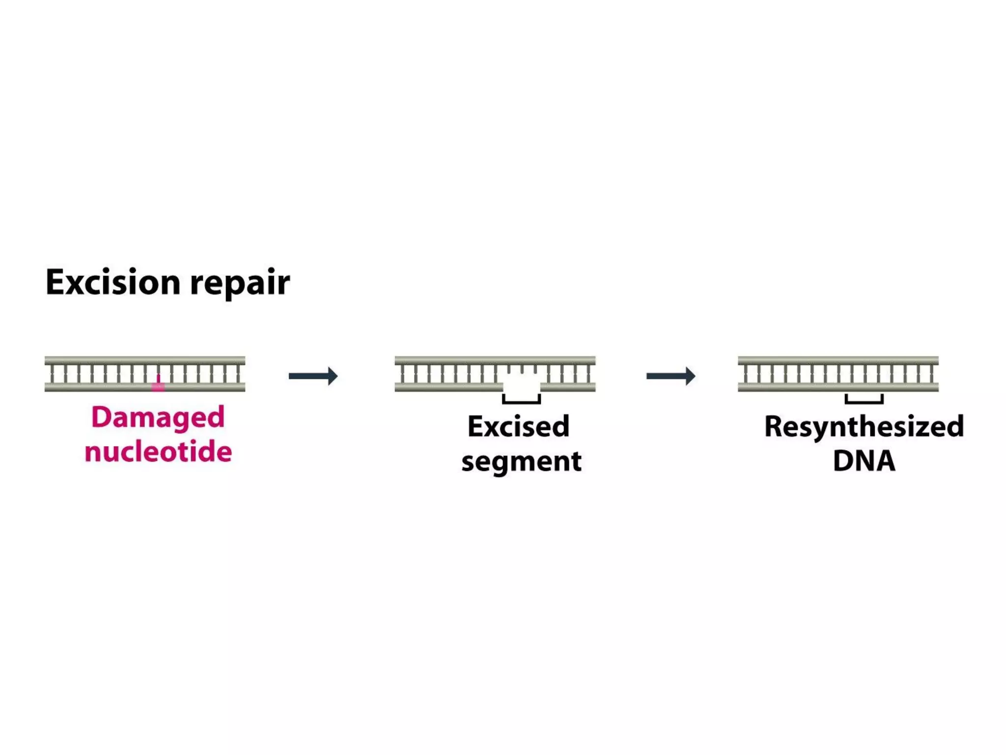 DNA Damage Repair mechanisms.pdf