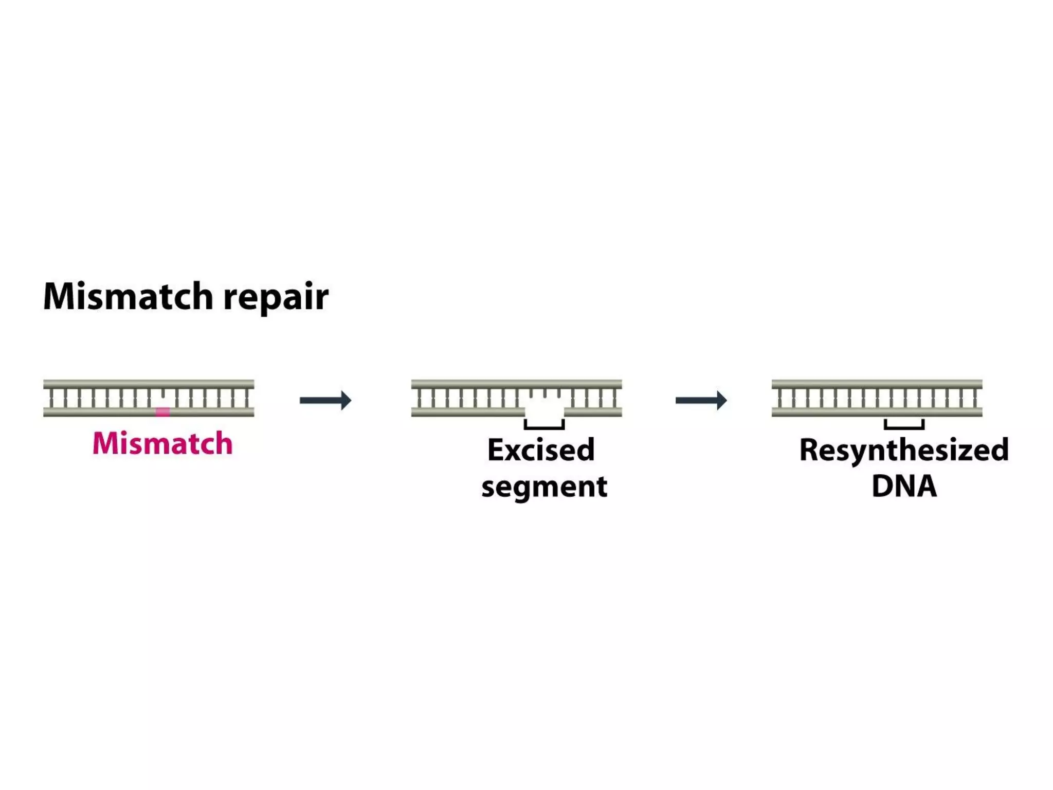 DNA Damage Repair mechanisms.pdf