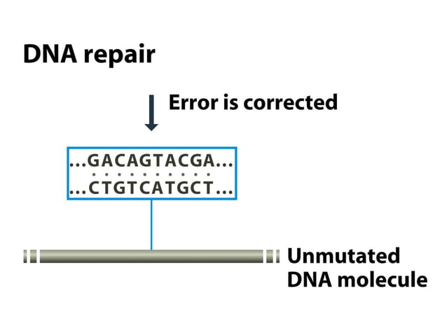 DNA Damage Repair mechanisms.pdf