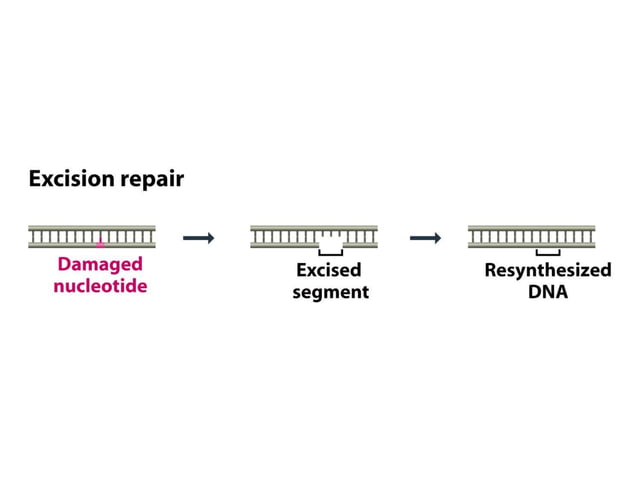 DNA Damage Repair mechanisms.pdf