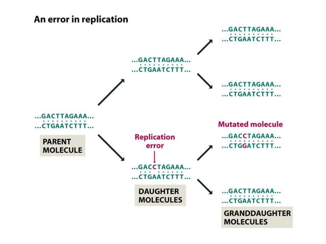 DNA Damage Repair mechanisms.pdf