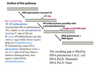 DNA Damage Repair mechanisms.pdf