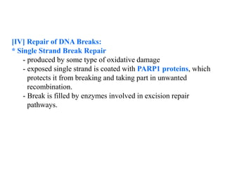 DNA Damage Repair mechanisms.pdf