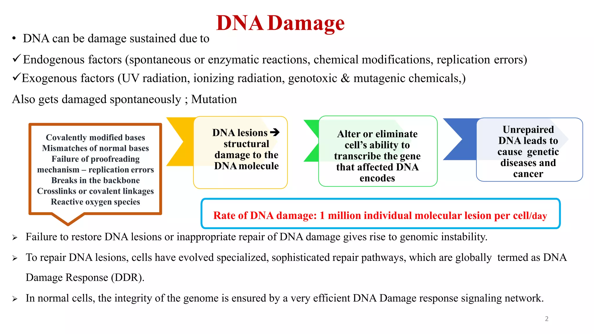 DNA damage response.pptx
