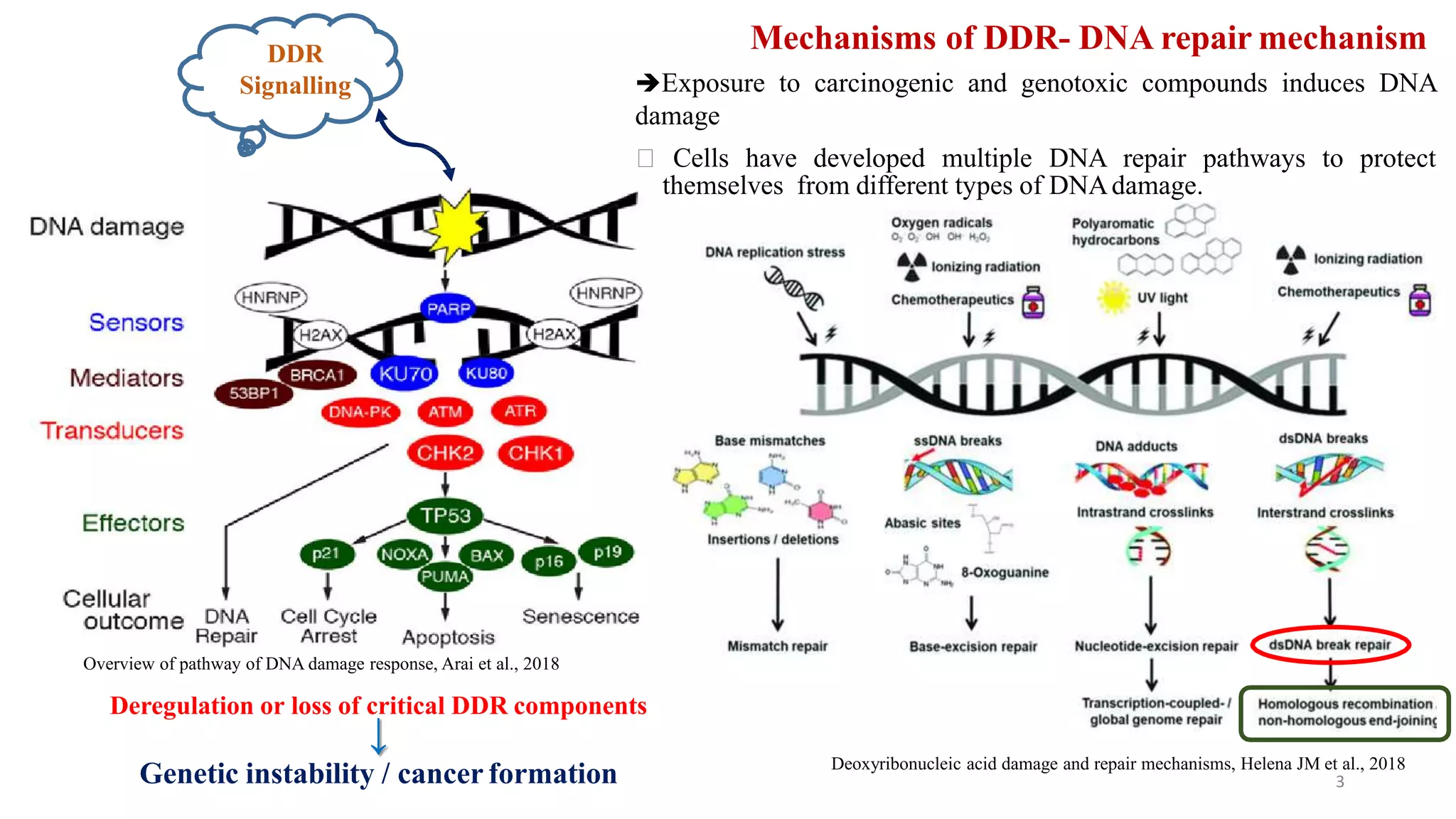 DNA damage response.pptx