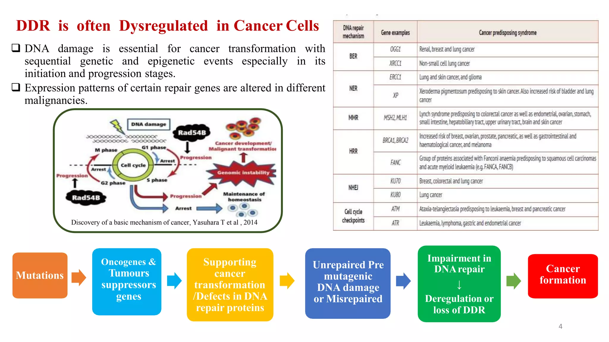 DNA damage response.pptx