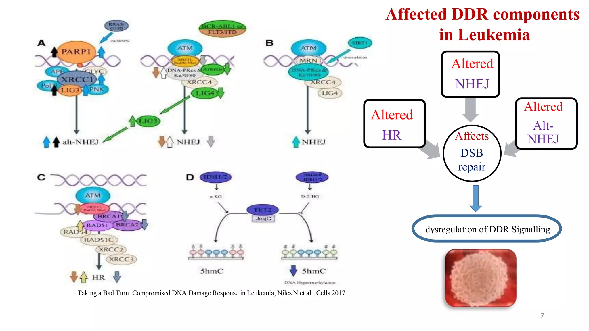 DNA damage response.pptx