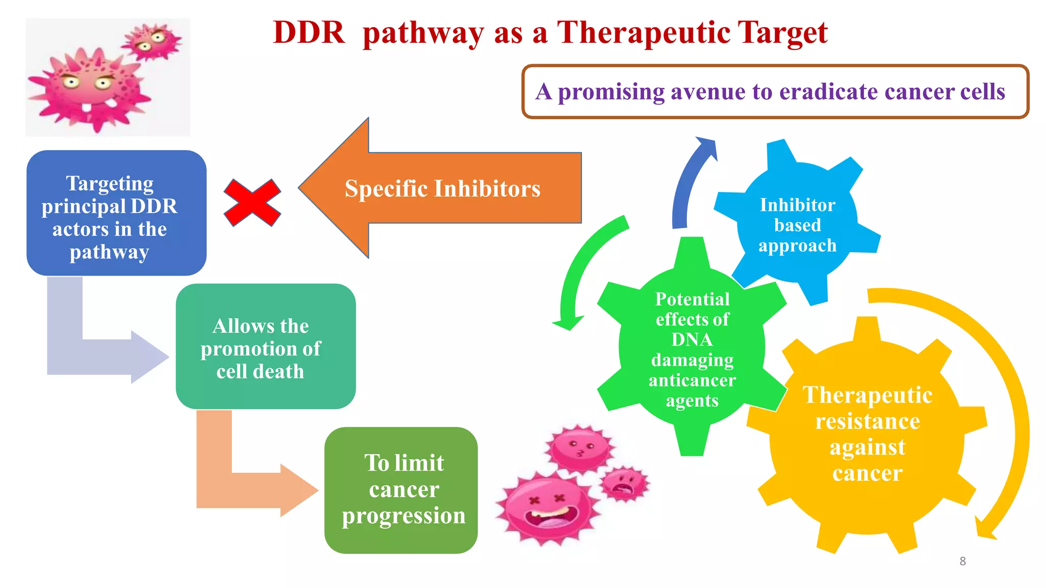 DNA damage response.pptx