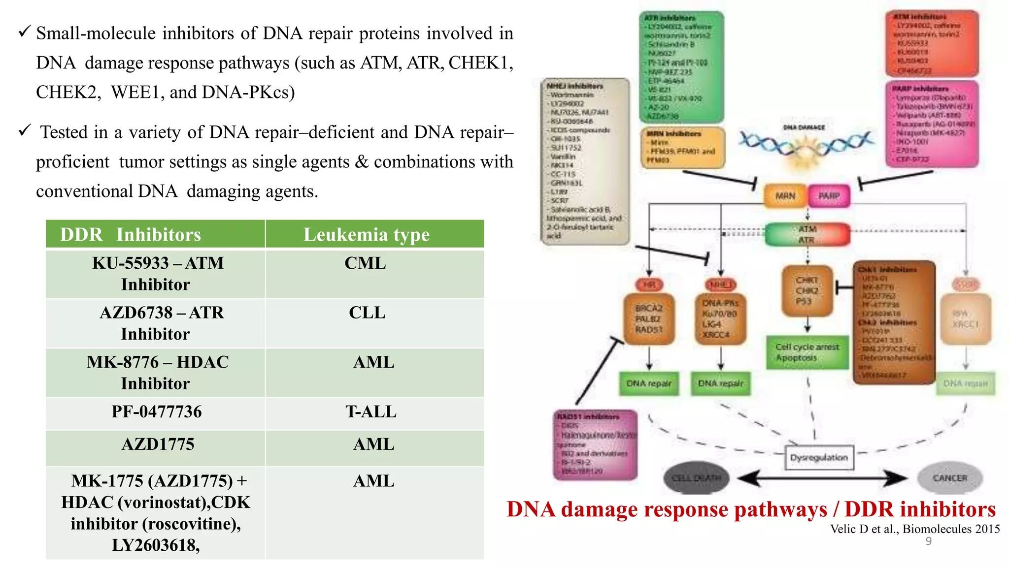 DNA damage response.pptx