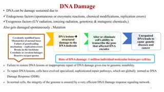 DNA damage response.pptx