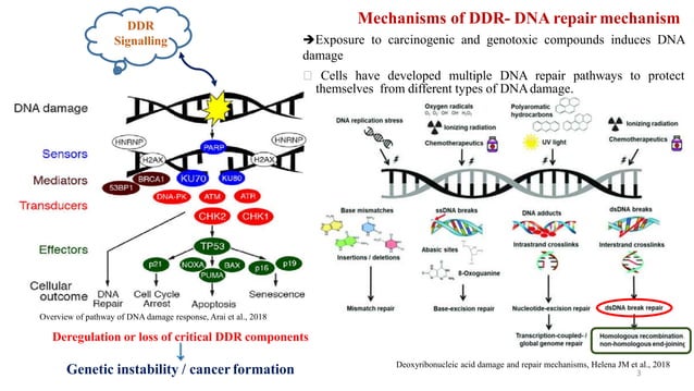 DNA damage response.pptx | Cancer | Diseases and Conditions