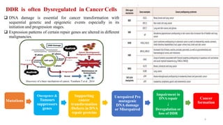 DNA damage response.pptx