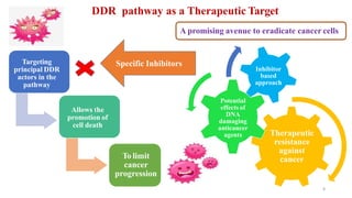DNA damage response.pptx