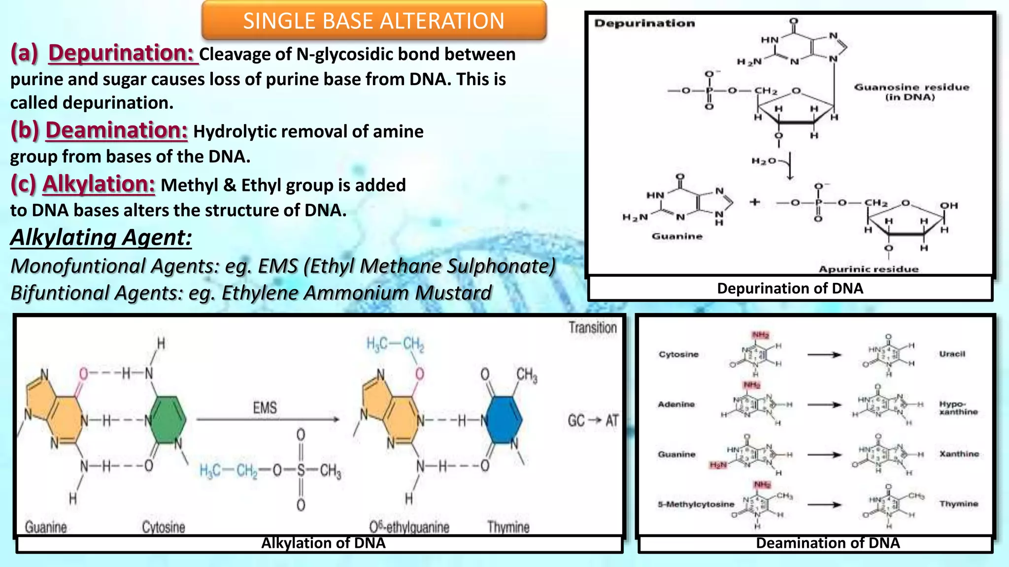 DNA DAMAGES & MUTATION.pptx