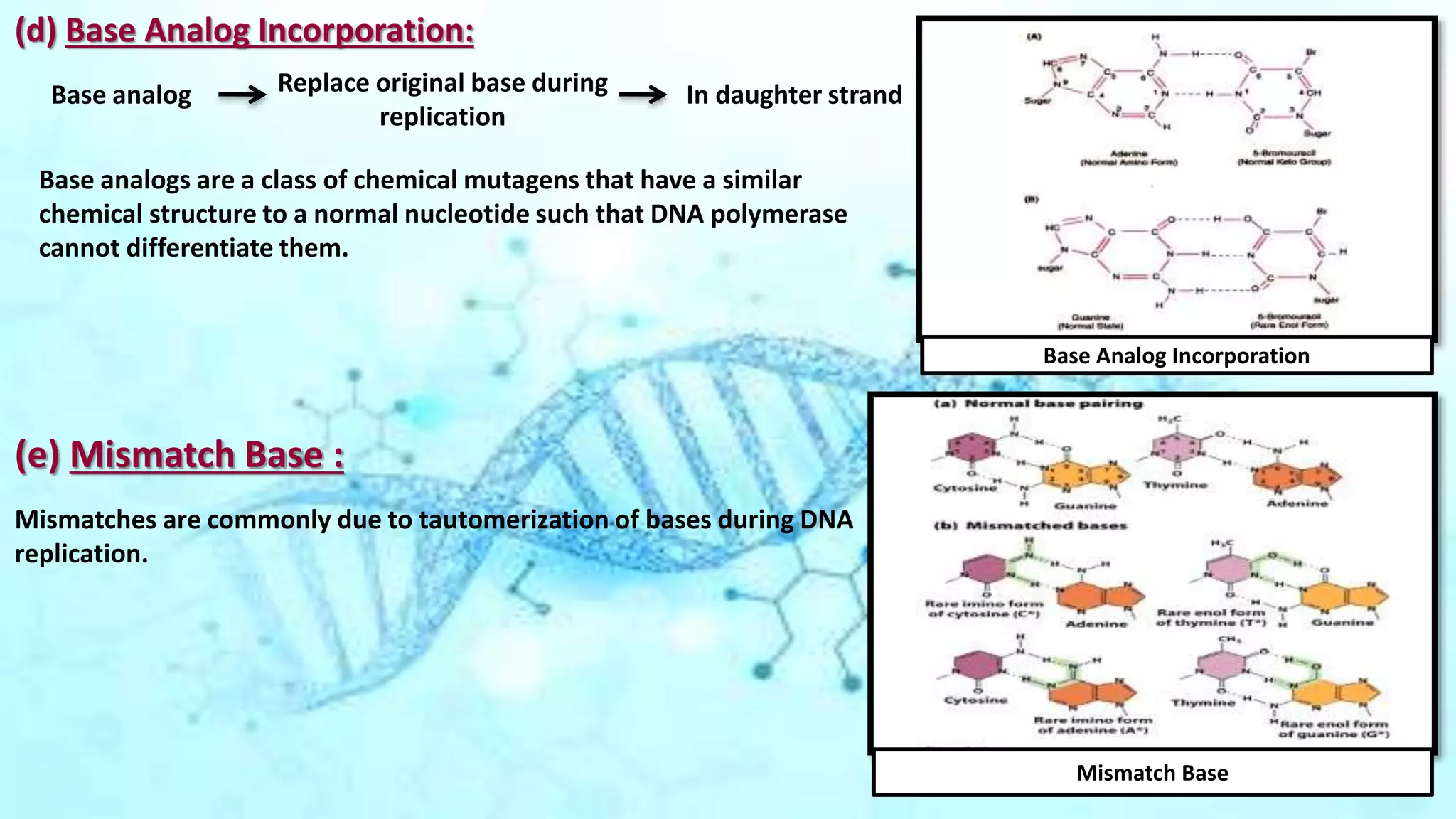 DNA DAMAGES & MUTATION.pptx