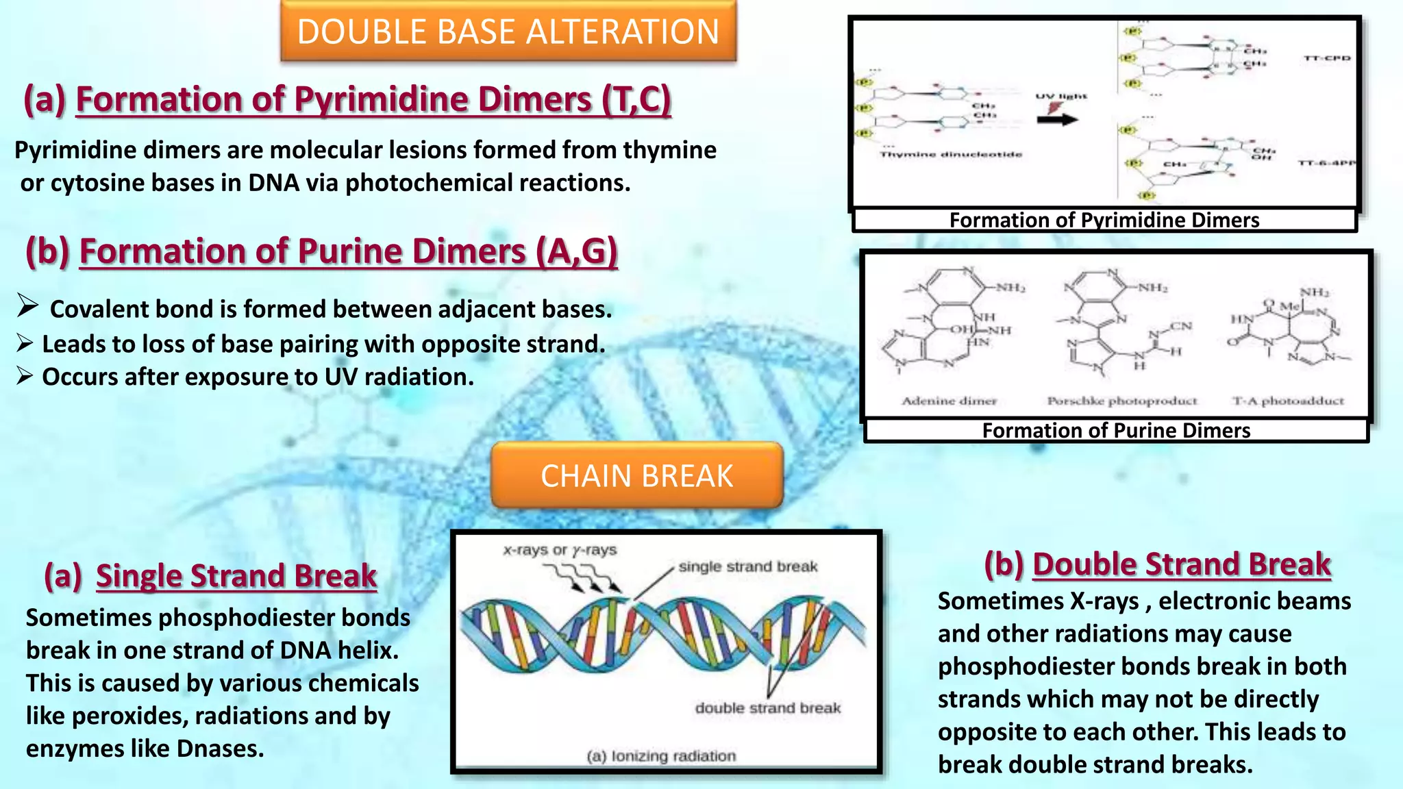DNA DAMAGES & MUTATION.pptx