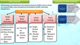 DNA DAMAGES & MUTATION.pptx