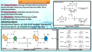 DNA DAMAGES & MUTATION.pptx