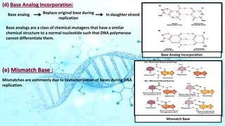 DNA DAMAGES & MUTATION.pptx