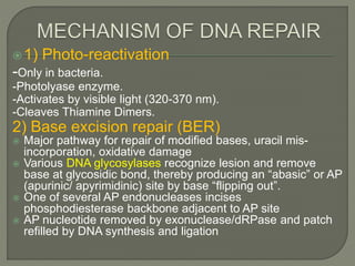 Dna damge and repair | PPT