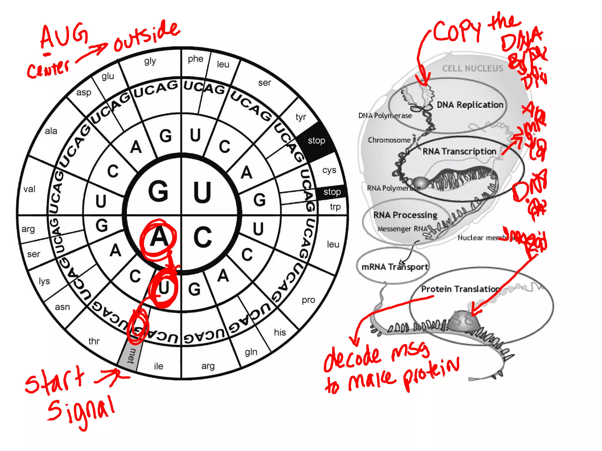 Dna Decoder Notes All Classes | PPT