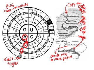 Dna Decoder Notes All Classes | PPT
