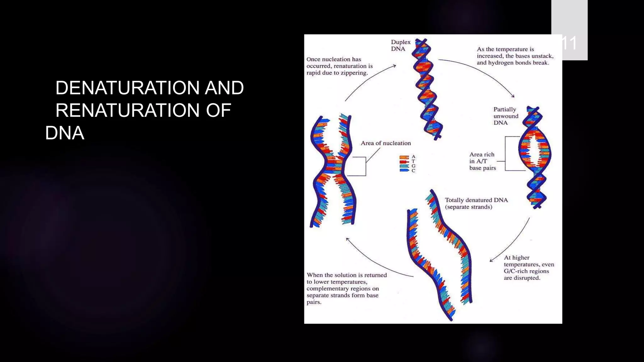 Dna denaturation and renaturation | PPT