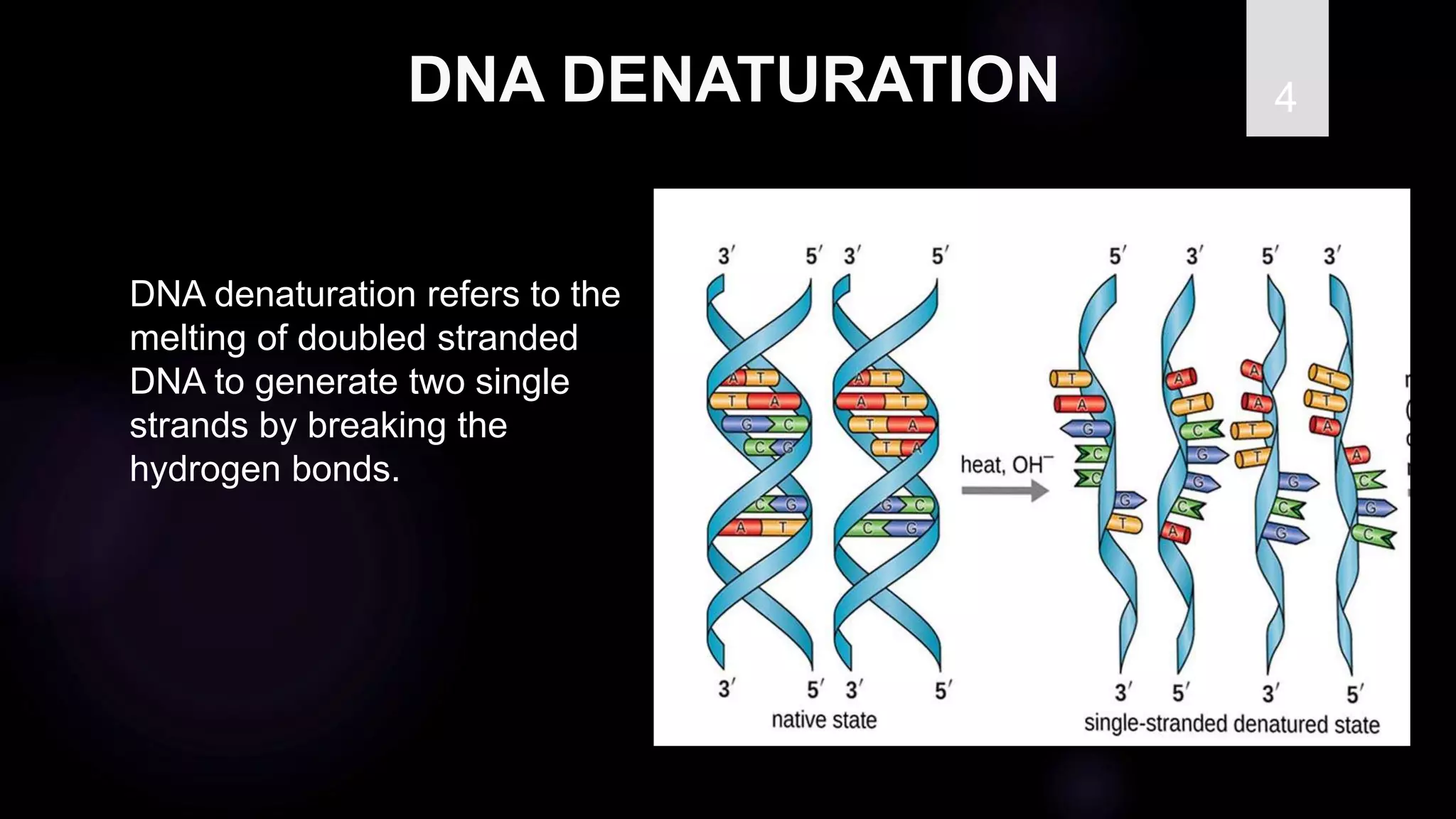 Dna denaturation and renaturation | PPT