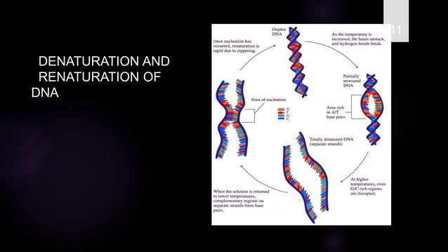 Dna denaturation and renaturation | PPT