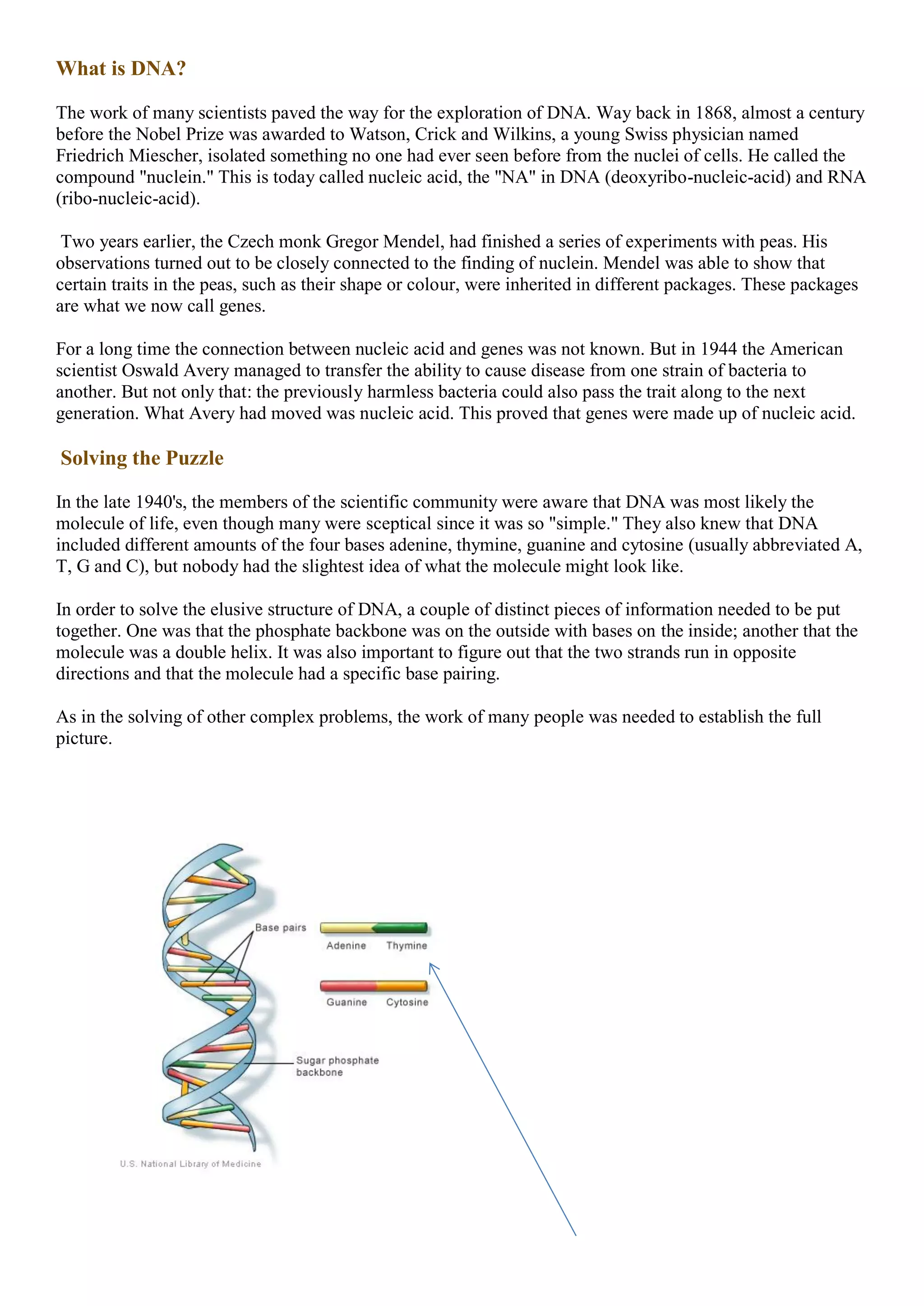 DNA Lecture Notes | PDF | Biological Sciences | Science